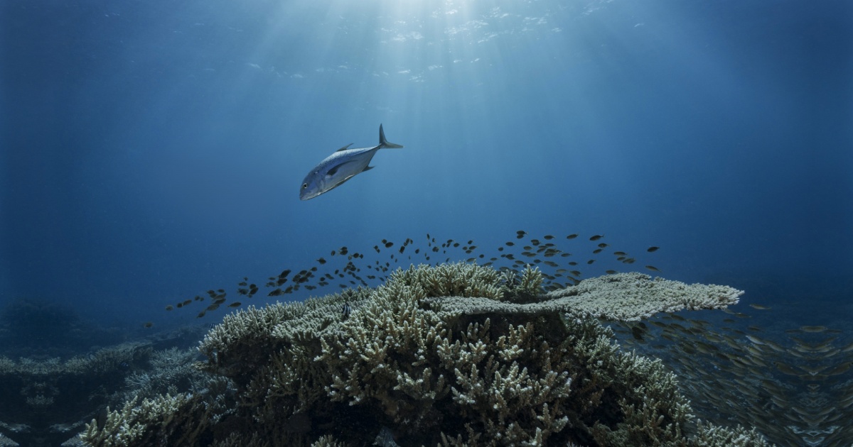 The planet's largest biosphere under threat | Sustainability Mag